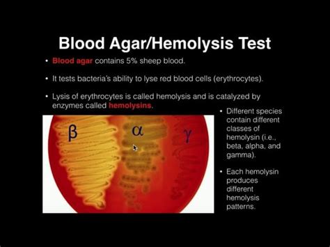 Understanding Hemolysin Testing In Blood Group O Genspark