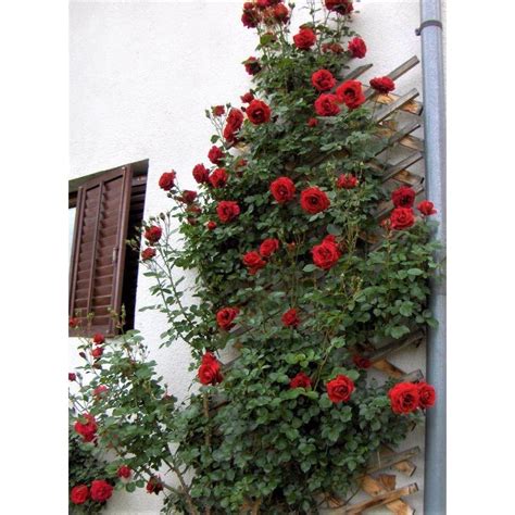 Trandafir Urcator Don Juan Semino Ro