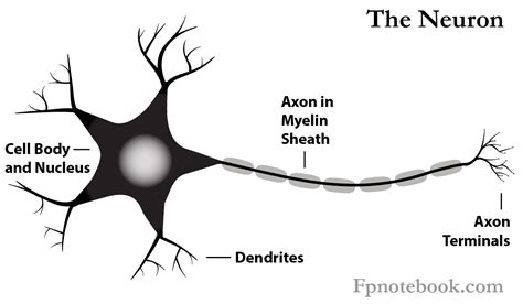 Neuron Telodendria Anatomy Diagram