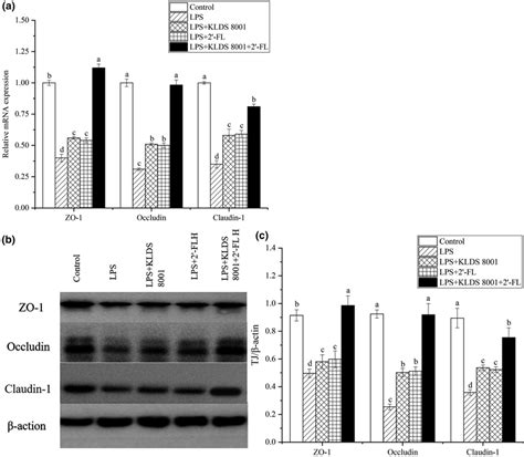 Effect Of 2′‐fl On The Restoration Of Zo‐1 Occludin And Claudin‐1