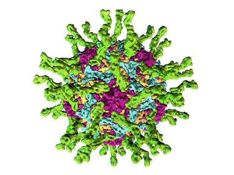 Human Poliovirus Particle Photograph By Laguna Design Fine Art America