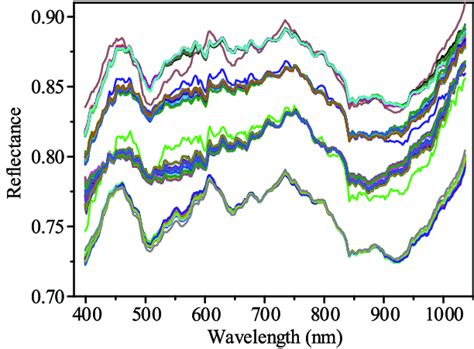 Hyperspectral Curves After Multiplicative Scatter Correction