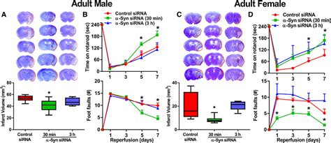 Impact Of Age And Sex On α Syn α Synuclein Knockdown Mediated