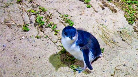 Blue Fairy Penguin