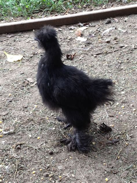 Sexing Silkies Pic Heavy Backyard Chickens Learn How To Raise Chickens