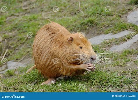 Feeding Coypu Nutrie On The Bank Of Vltava River Prague Czech