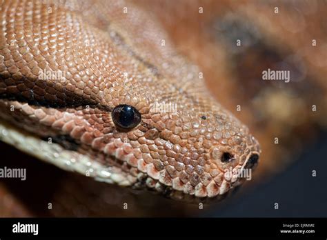 Reticulated Python Reptile Handling At Windmill Animal Farm Rufford