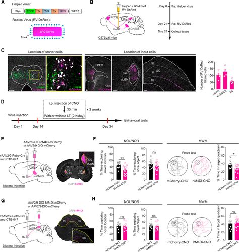 Figure 3 From A Visual Circuit Related To The Nucleus Reuniens For The Spatial Memory Promoting