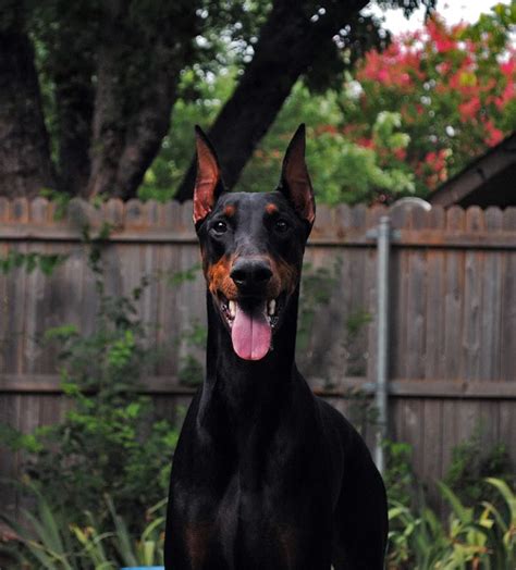 Ear Cropping Styles For Dobermans