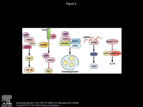 Autophagy Microbial Sensing Endoplasmic Reticulum Stress And