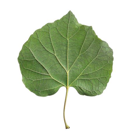 Detailed Green Leaf With Veins And Stem Stock Image Illustration Of Leaf Texture