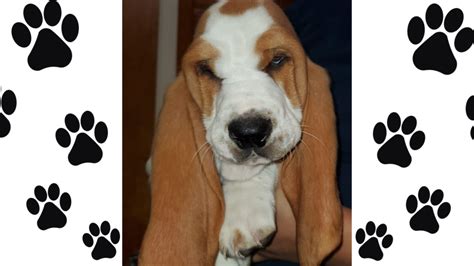 European Basset Hound Breed Profile Paws And Learn
