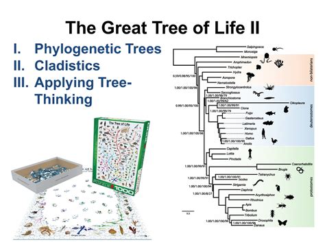 Bi 223 Class Notes 4 12 I Phylogenetic Trees Ii Cladistics Iii