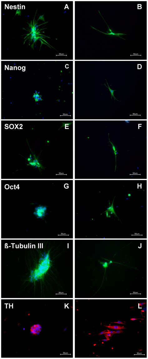 Immunohistochemistry Of Human Appendix Ennss Of The Myenteric Plexus