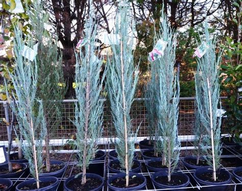 Juniperus Skyrocket Conifer Plants For Spaces
