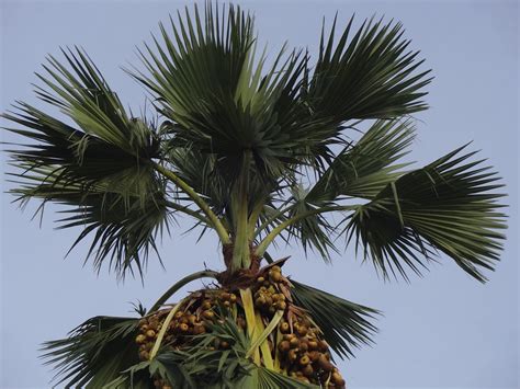 Arbre Toddy Fruits Grillés Photo Gratuite Sur Pixabay Pixabay