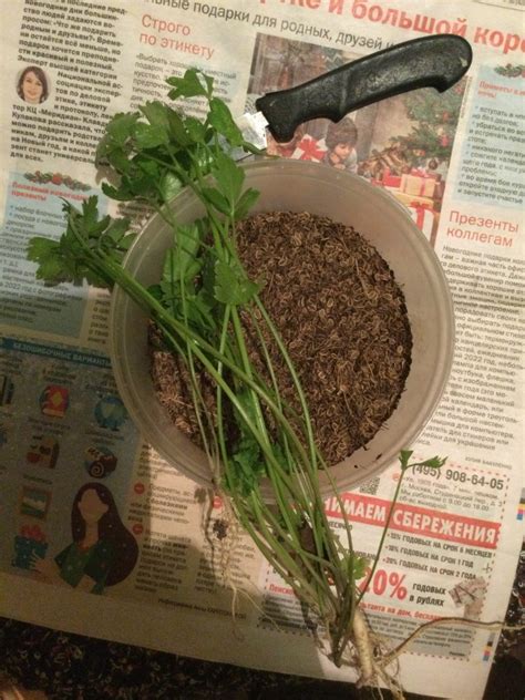 Укроп и петрушка в дар Москва Дарудар