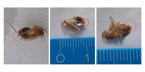 Ectobius Vittiventris E Lapponicus Or Tawny Cockroach In House