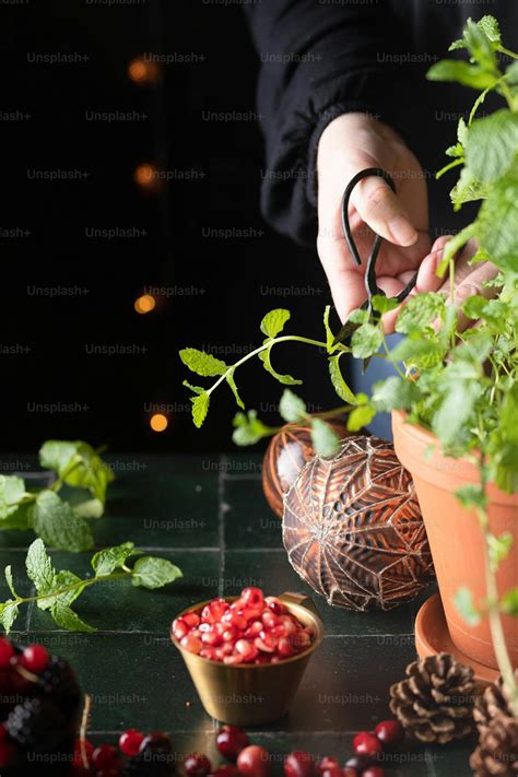 A Person Cutting A Plant With Scissors On A Table Photo Mint Plant