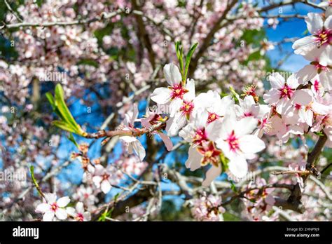 Flower The Quinta De Los Molinos Park In Madrid In Full Bloom Of Spring Almond And Cherry Trees