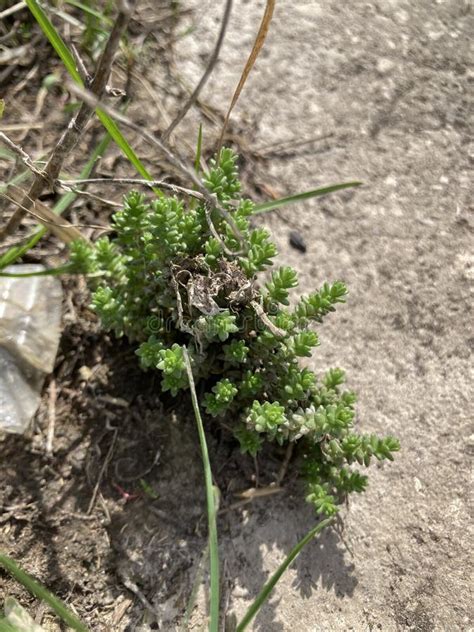 Sedum Acre Green Plant At Spring Close Up Stock Image Image Of Garden