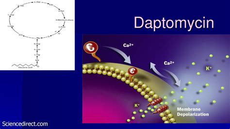 Antibiotics Against Gram Positive Organisms Gail Reid Md Ppt Download