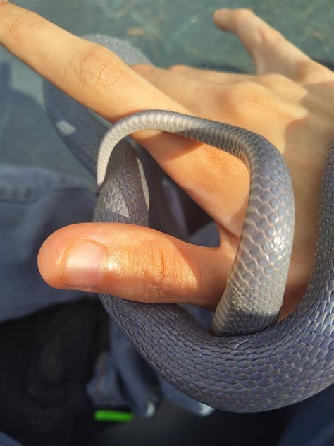 Anyone Know The Sex R Reptiles