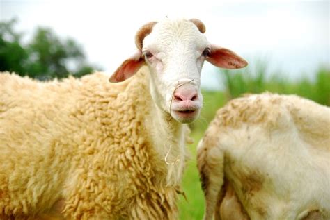 Premium Photo Goats Looking For Grass In The Field