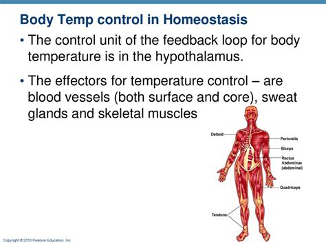 The Human Body An Orientation Part A Ppt Download