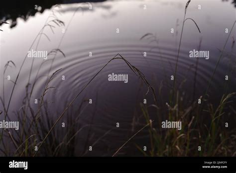 Ripples In The Pond Forming Concentric Circles On A Still Evening In