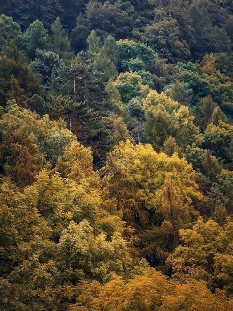 forest texture images hd pictures for free vectors download