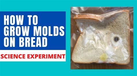 Bread Mold Experiment Data
