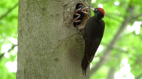 Voedertijd Compilatie Zelf Geschoten Vroege Vogels Bnnvara