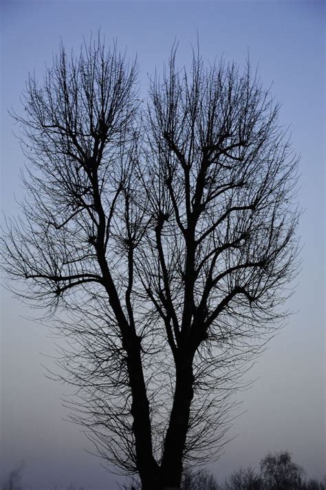 Free Images Tree Branch Snow Winter Sky Fog Mist Morning Wind