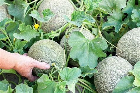 8 Tips For Growing The Sweetest Melons Modern Farmer