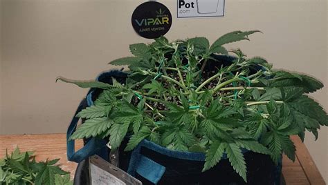 Tropicana Cookies Auto Cannabis Strain Week By Week Guide Fast Buds