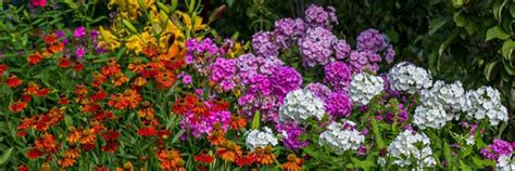 Plant Classification Chart Lesson 3 Plant Classification Youtube