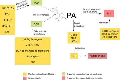Phosphatidic Acid Pa Biosynthesis Is Being Stimulated By Vegf