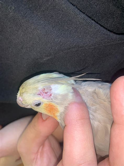 Help R Cockatiel
