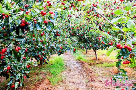 山东各地共享丰收的喜悦 济南秋收进度达89 7 凤凰网山东 凤凰网