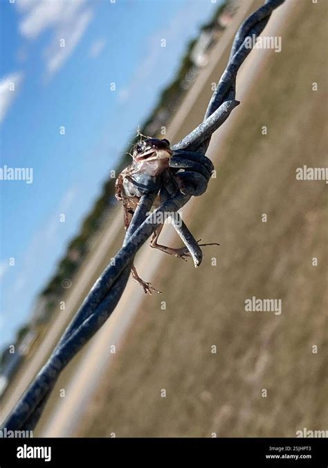 Cuban Tree Frog Osteopilus Septentrionalis Amphibia North Perry