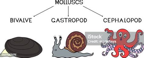 Three Types Of Molluscs Cephalopod Gastropod Bivalve Educational