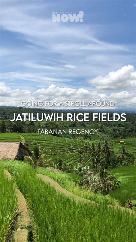 Jatiluwih The Rice Bowl Of Bali 🍃🌾 Jatiluwih Hosts 50 Square Kilometres Of Rice Fields