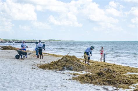 310 Sargasso Sea Photos Fotos De Stock Imagens E Fotos Royalty Free