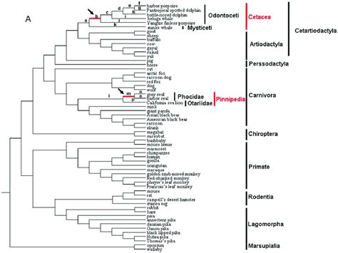 Phylogenetic Trees Of Leptin Gene Used For Codon Based Maximum Download Scientific Diagram