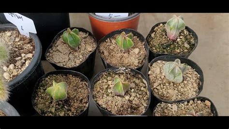 선인장♡ 난봉옥금♡ 여우꼬리♡제라늄♡ 게발 선인장 ♡다육식물 판매전번010 4413 2358 Youtube