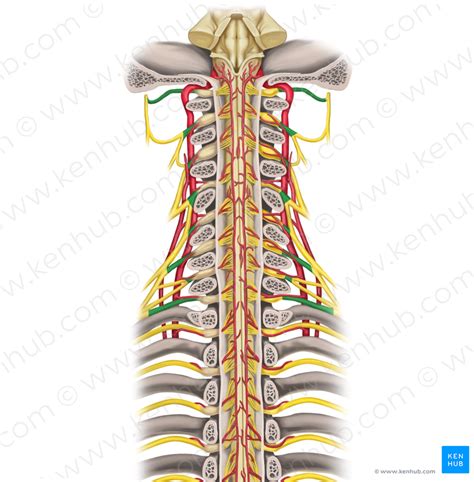 Spinal Nerves C1 C8 6199 Kenhub Image License Store