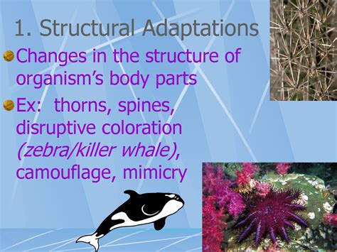 How Do Adaptations Aid In Natural Selection Ppt Download