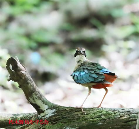 お願いヤイロチョウの鳴き声テープを鳴らさないでください 朽木 野鳥を守る会