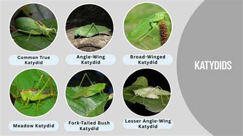 40 Common Types Of Insects Species Identification And Picture